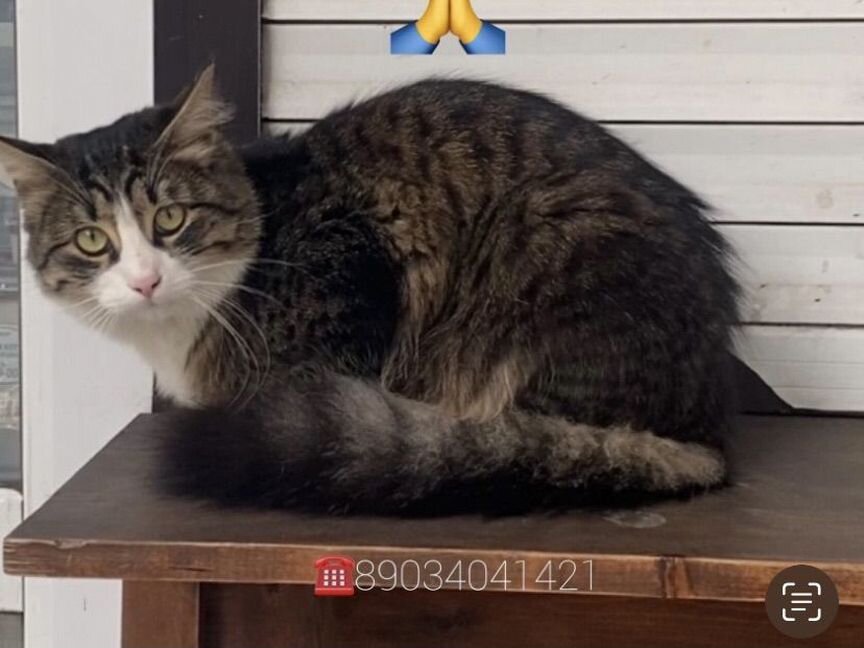 Котик в опасности он совсем молодой