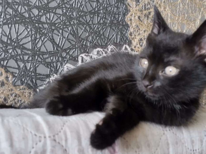 Котята в добрые руки бесплатно