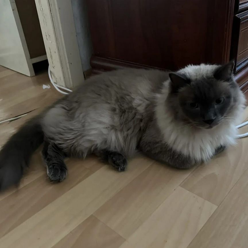 Взрослый кот в добрые руки