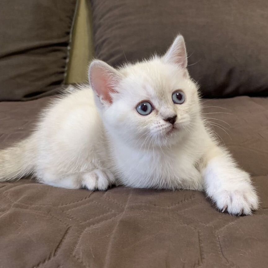 Котята
