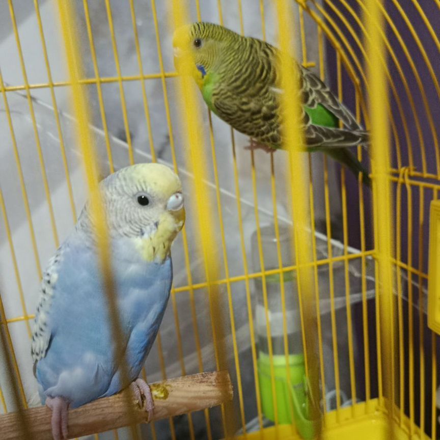 Волнистый попугай с клеткой