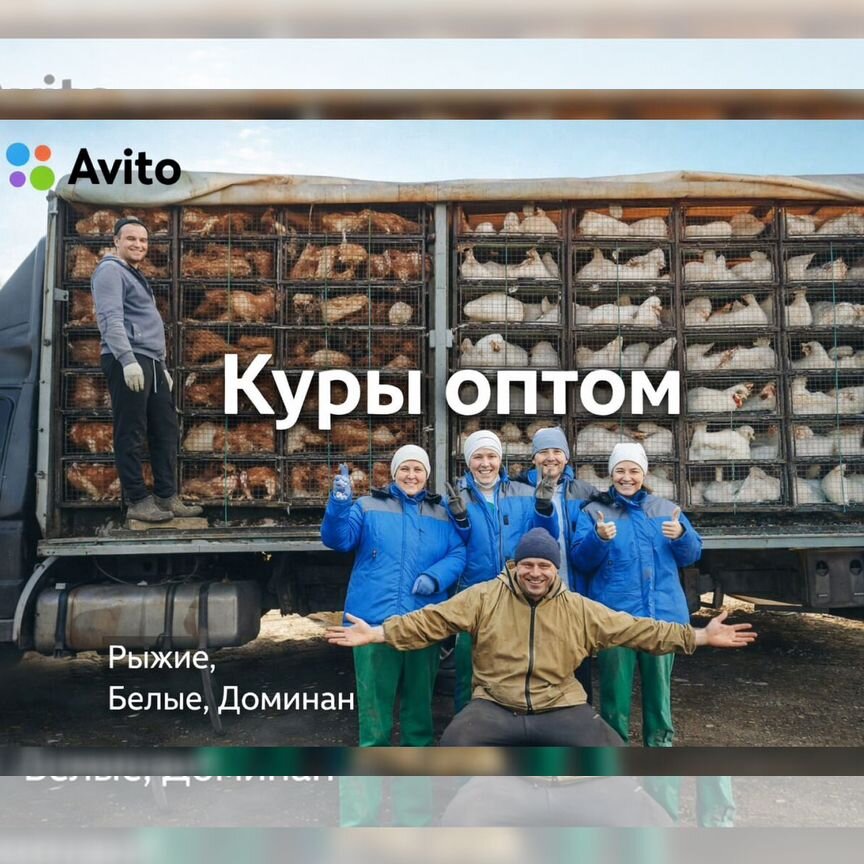 Куры-несушки оптом от птицефермы