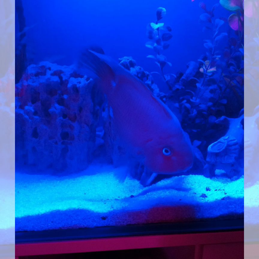 Рыбка попугай