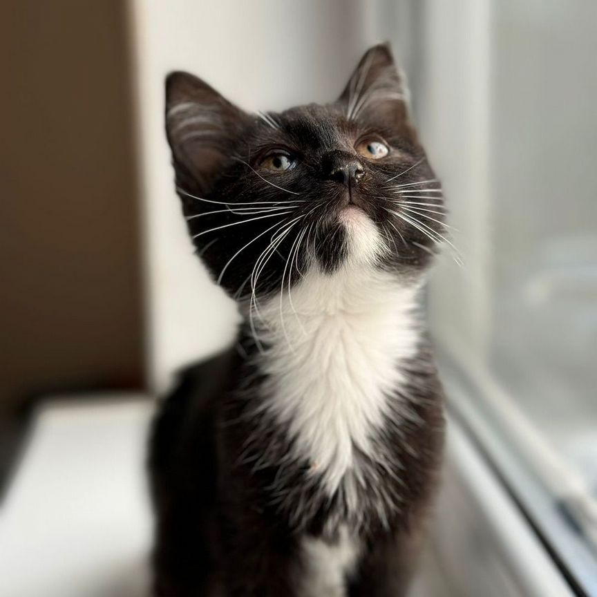 Котята на грани выживания