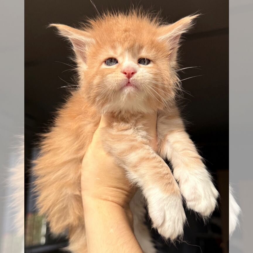 Мейн-кун котёнок