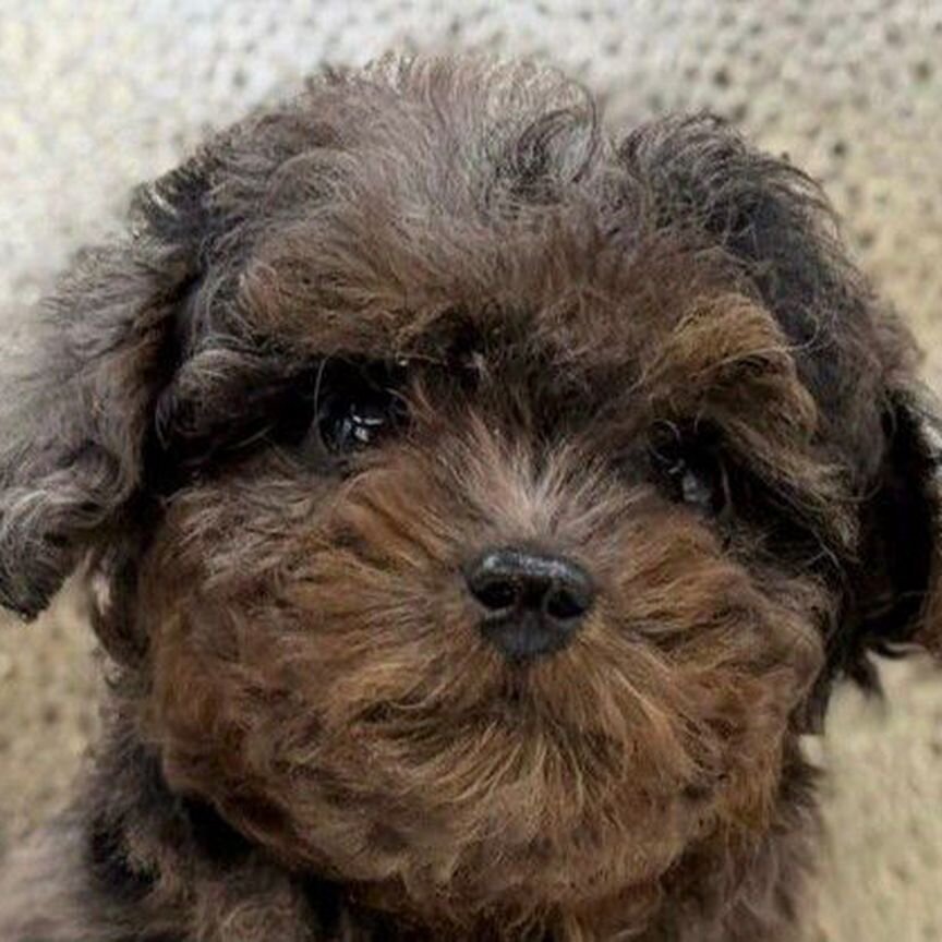 Той-пудель девочка