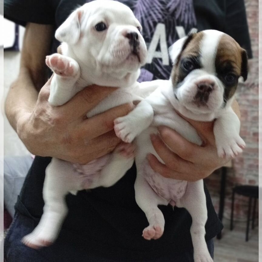 Французский бульдог, щенок