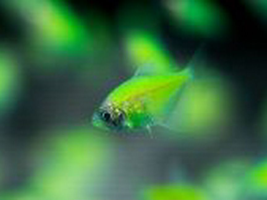 Тернеция фиолетовая,розовая,салатовая,синяяGloFish