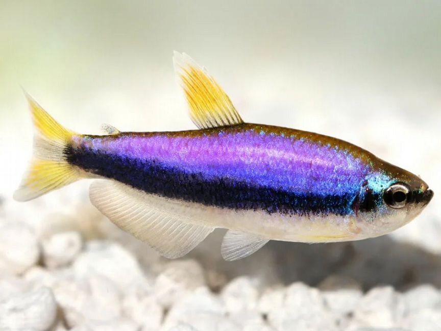 Тетра Керри и Орнатус