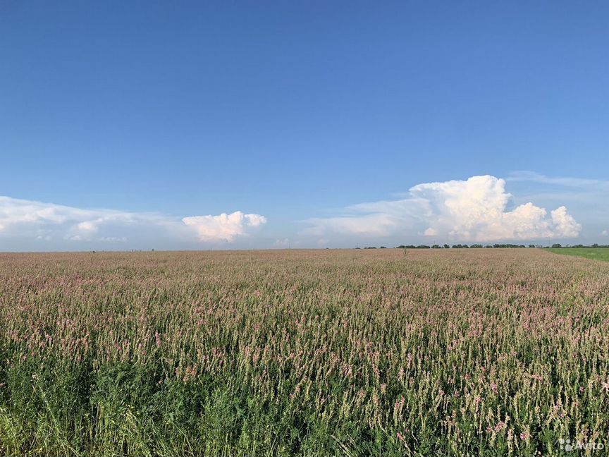 Семена эспарцета