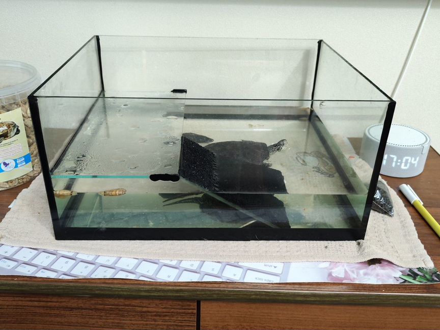 Аквариум черепашник