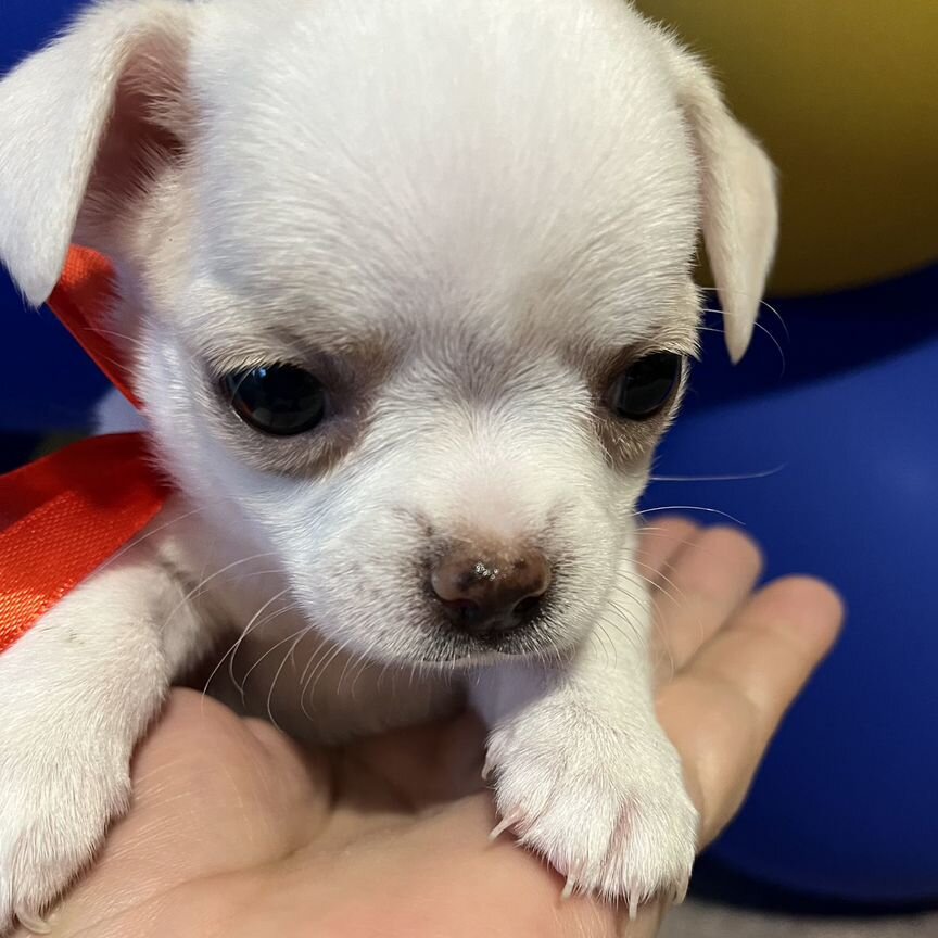 Чихуахуа, щенок