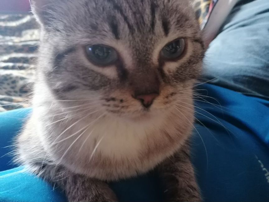 Кошечка