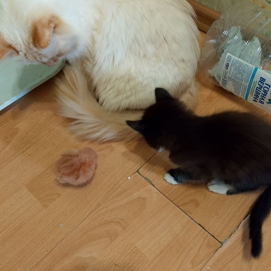 Кошки породистые