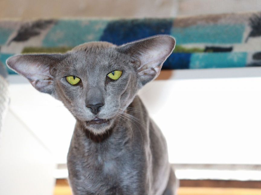 Ориентальная кошка