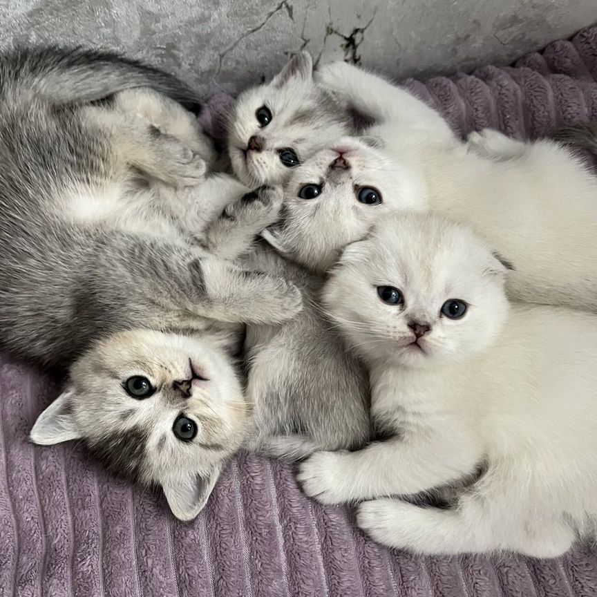 Шотландская вислоухая шиншилла