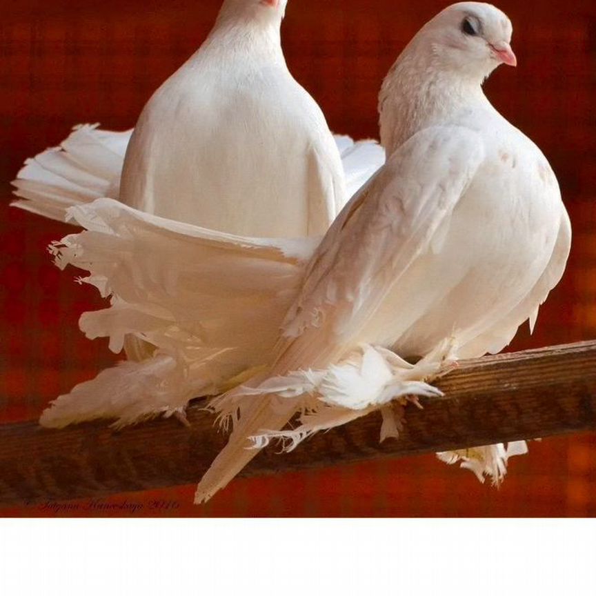 Голуби