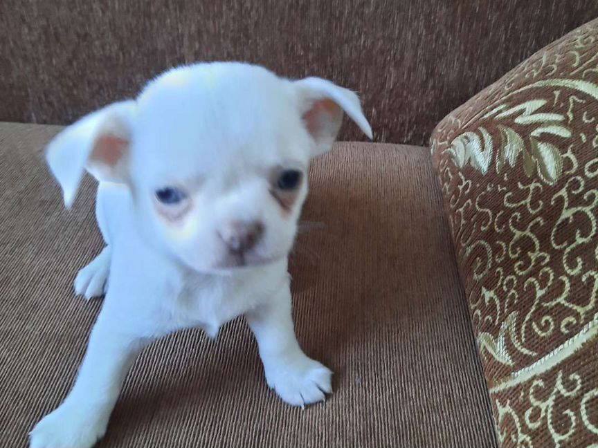 Щенки чихуахуа