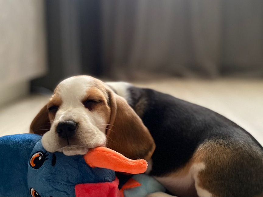 Щенок Бигль