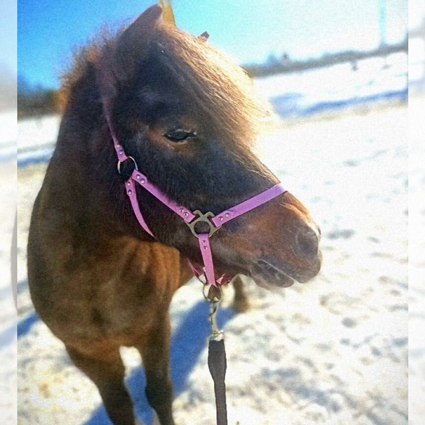 Недоуздок для лошади, ошейник для собак.Из биотана