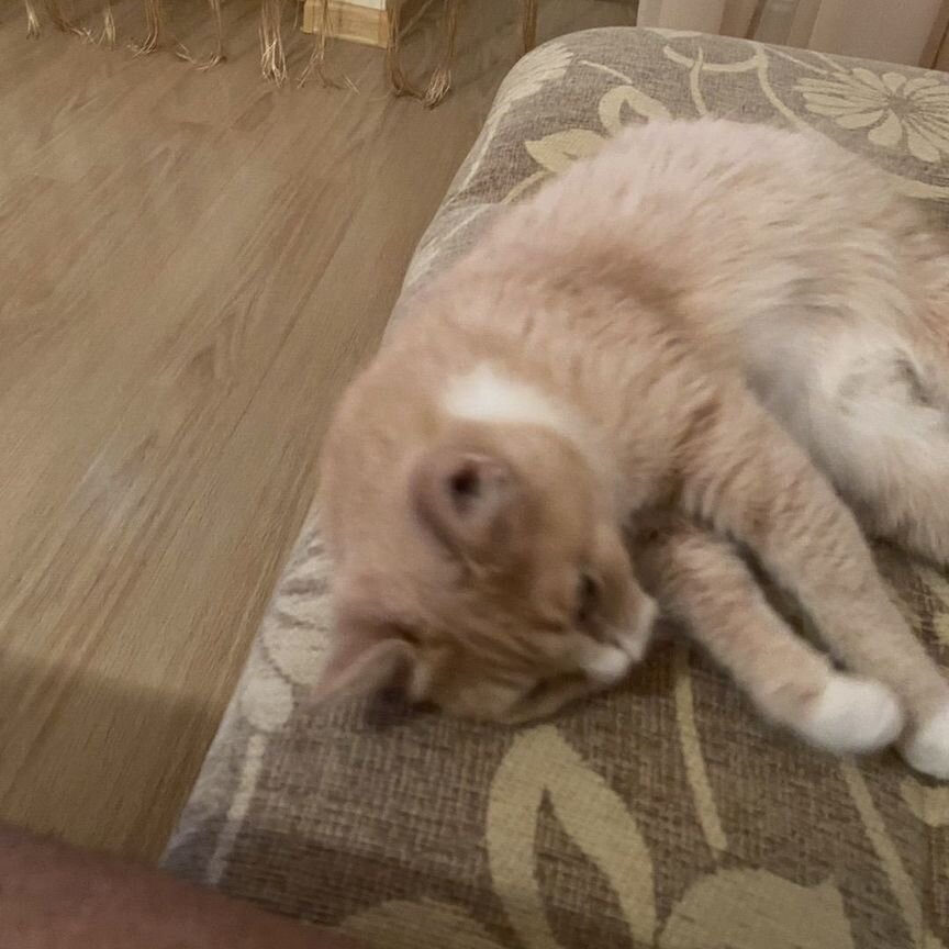 Кошечка в добрые руки