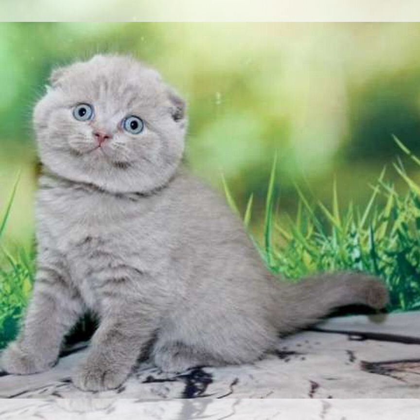 Шотландские кошечки сиреневого оттенка