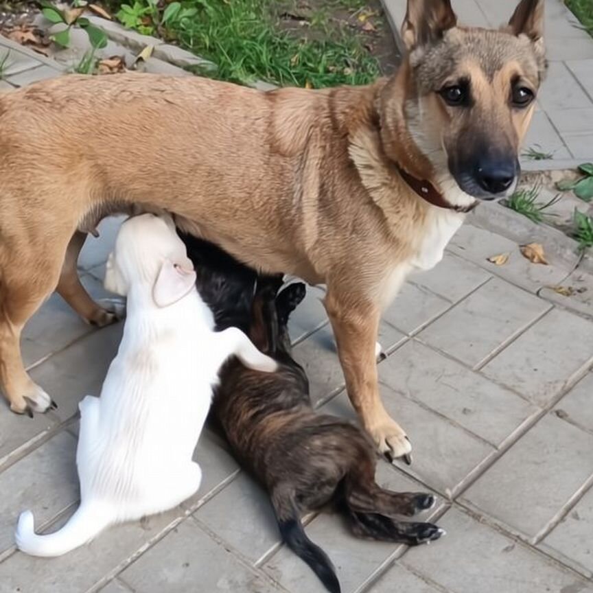 Щенок в добрые руки