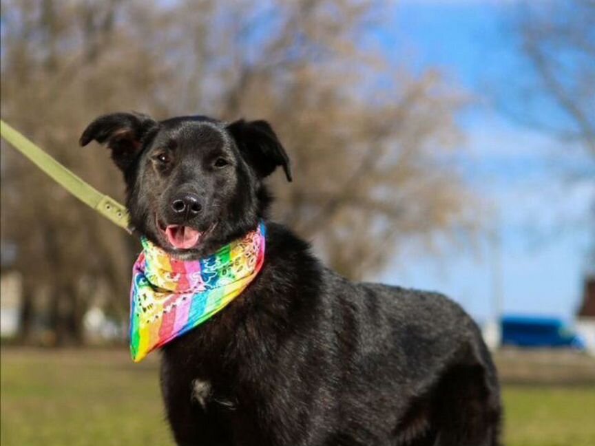 Берта грустит в приюте