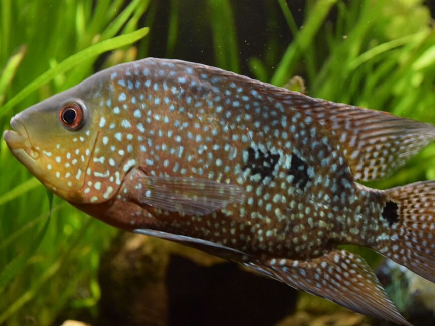 Бриллиантовая цихлазома