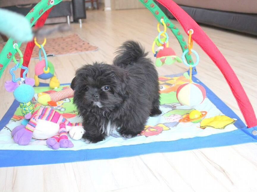 Мальтипушки как игрушки