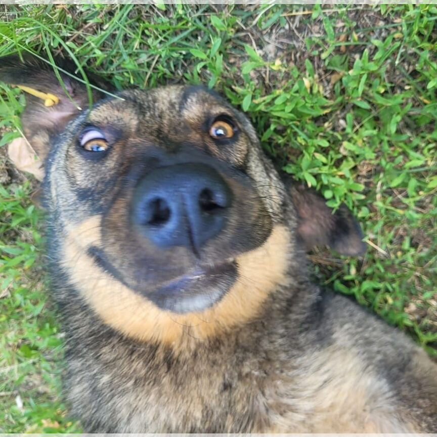 Собака на охрану