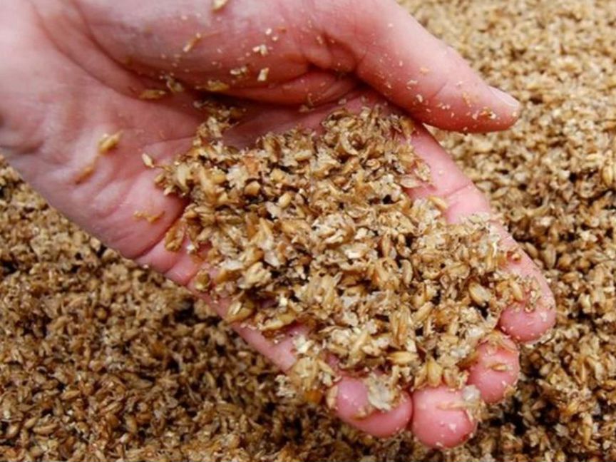 Солодовая дробина (барда) пивная