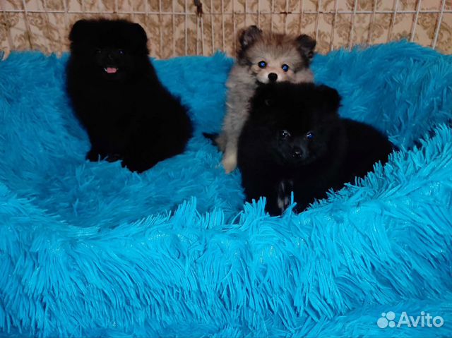 Очень красивые щенки померанского шпица