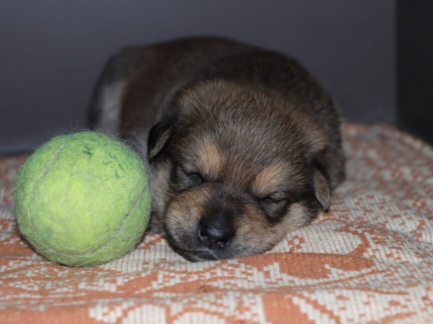 Щенок мальчик