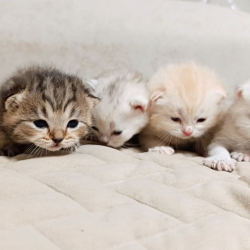 Британские котята