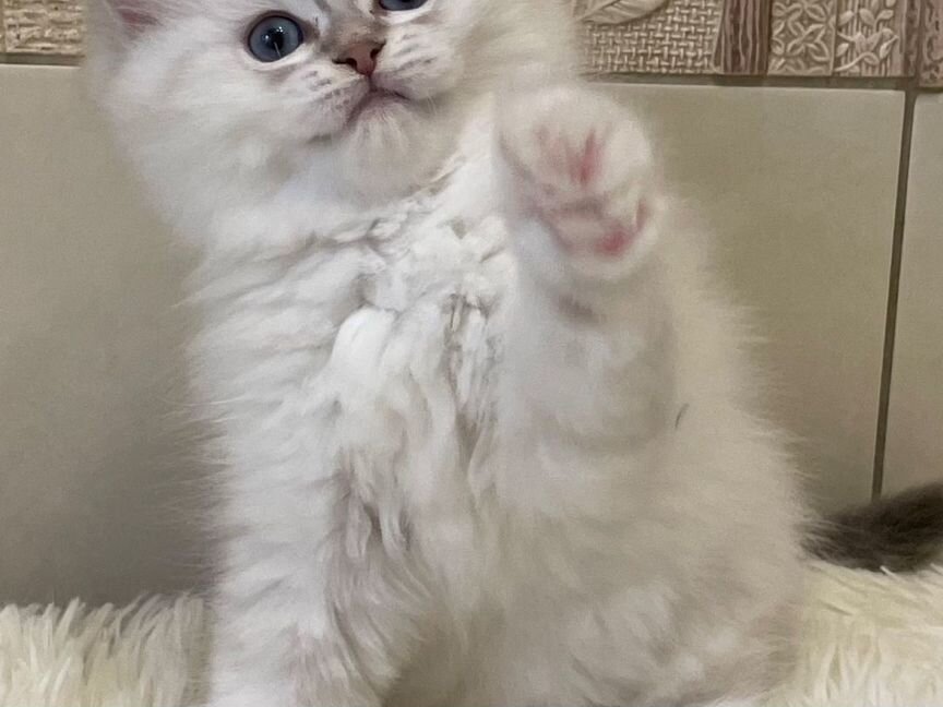 Рэгдолл девочка