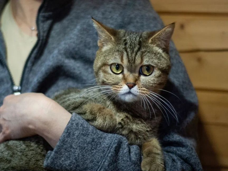 Экзотическая Джемма в добрые руки