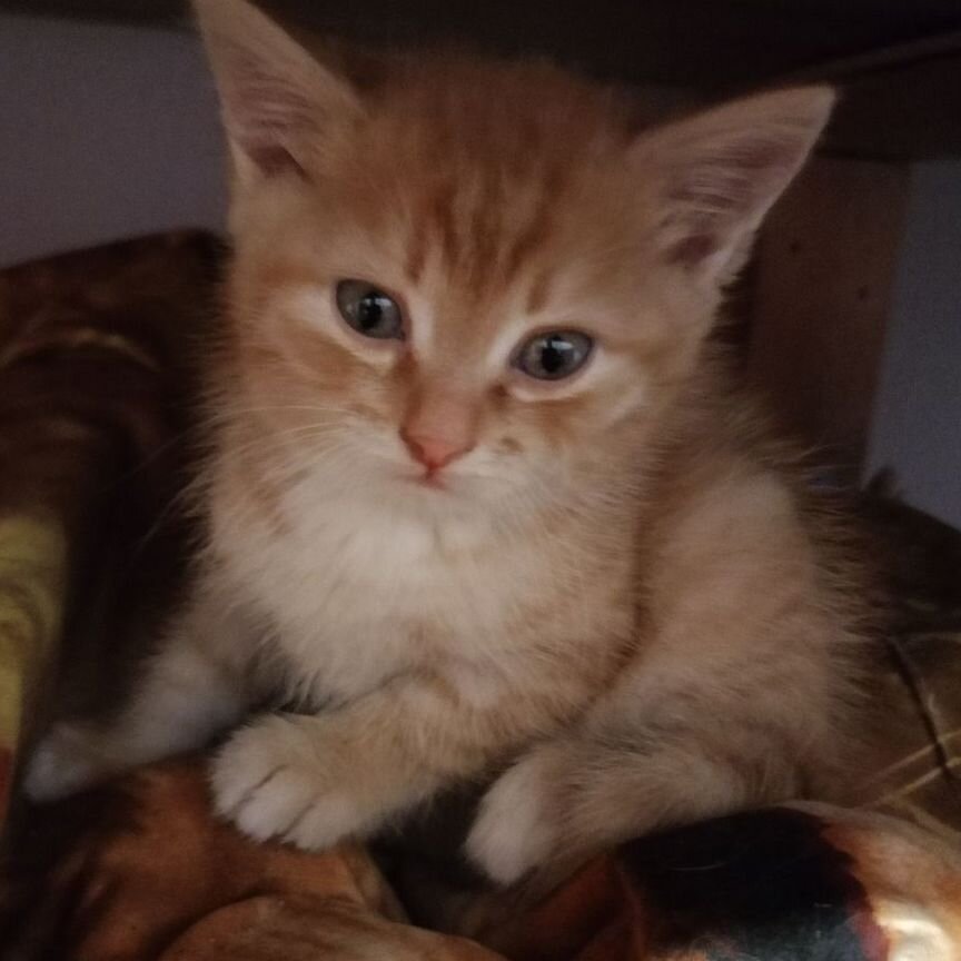 Сибирский котёнок