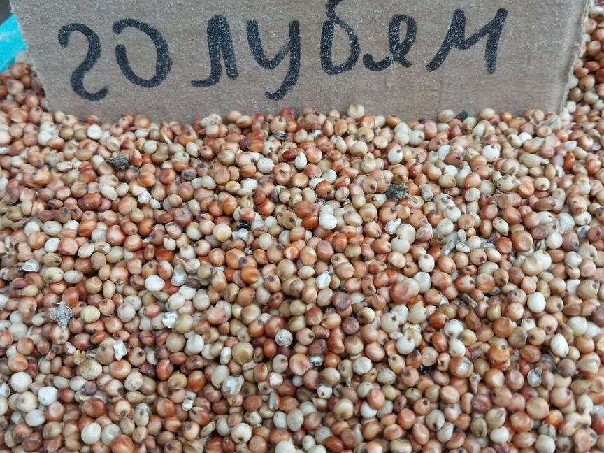 Сорго Рапс Просо