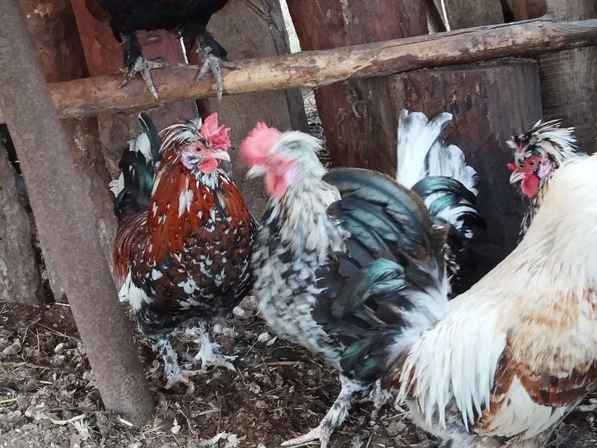 Молодые петухи бентам и Простые 9мес