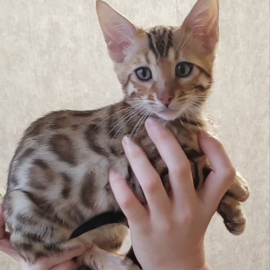 Бенгальская