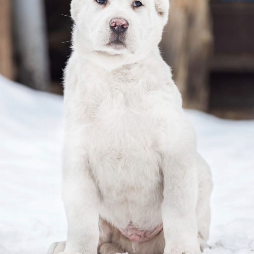 Щенки среднеазиатской овчарки