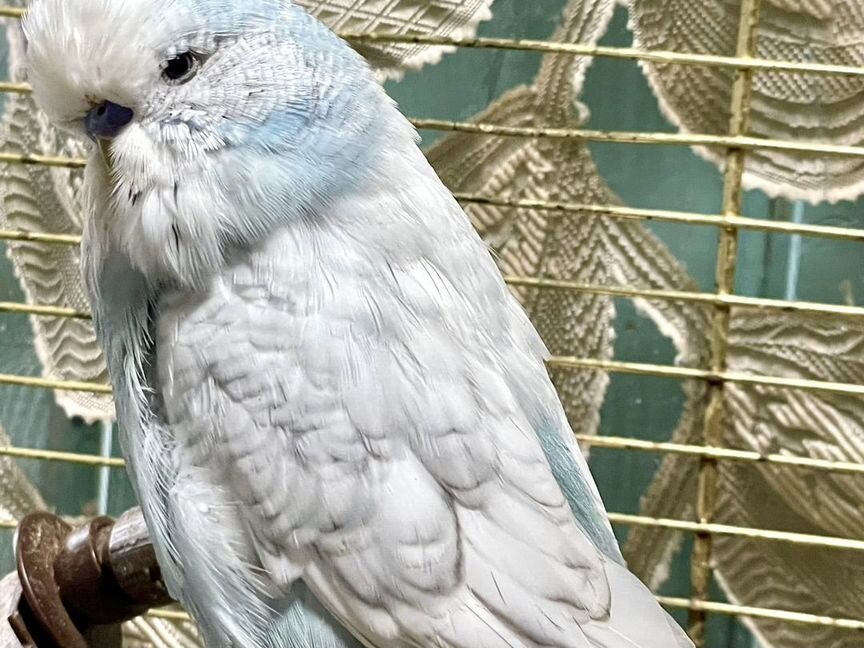 Выставочный волнистый попугай ввп Чех