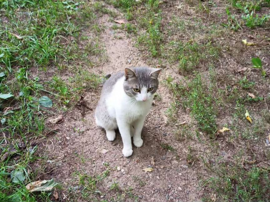 Котик ищет дом