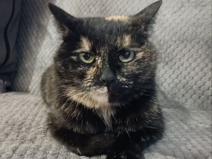 Кошка мышеловка