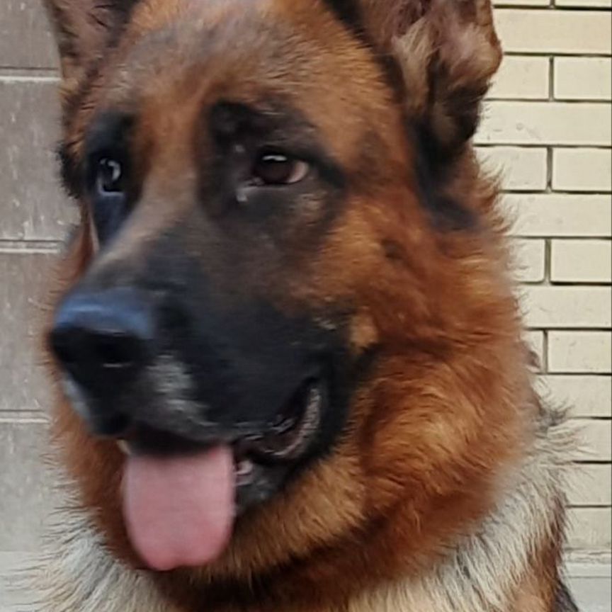 Молодая немка, продаю