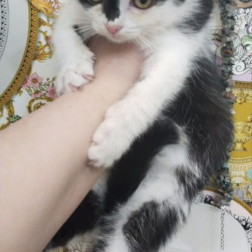 Котенок 2.5 месяца