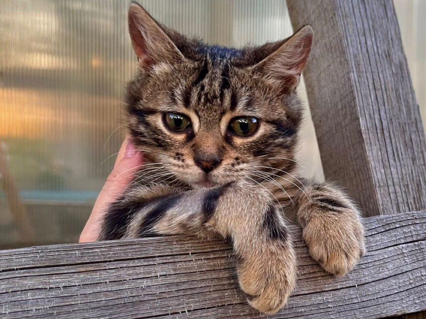 Котенок девочка Лиза (2 мес)