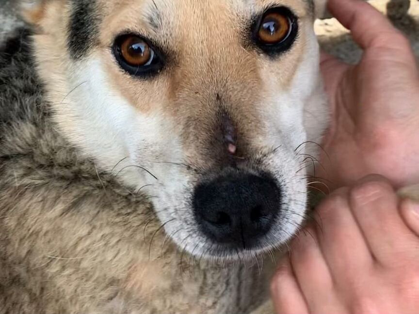 Прекрасный пес, ищет семью