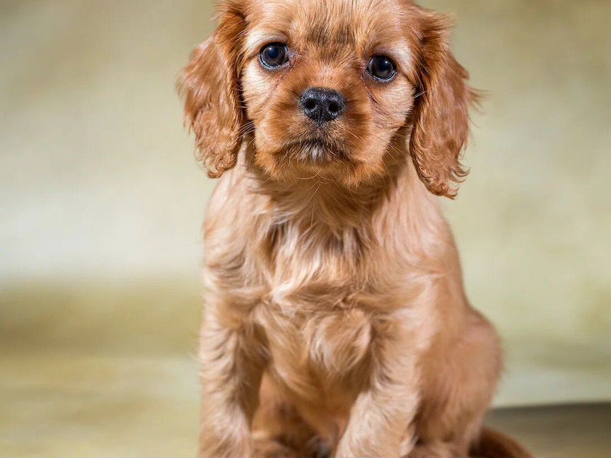 Кавалер кинг чарльз спаниель рубин